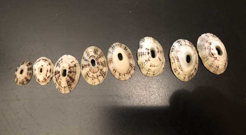 Hobbies In Costa Rica – Collecting Seashells In Tamarindo – Costa Rica FIRE